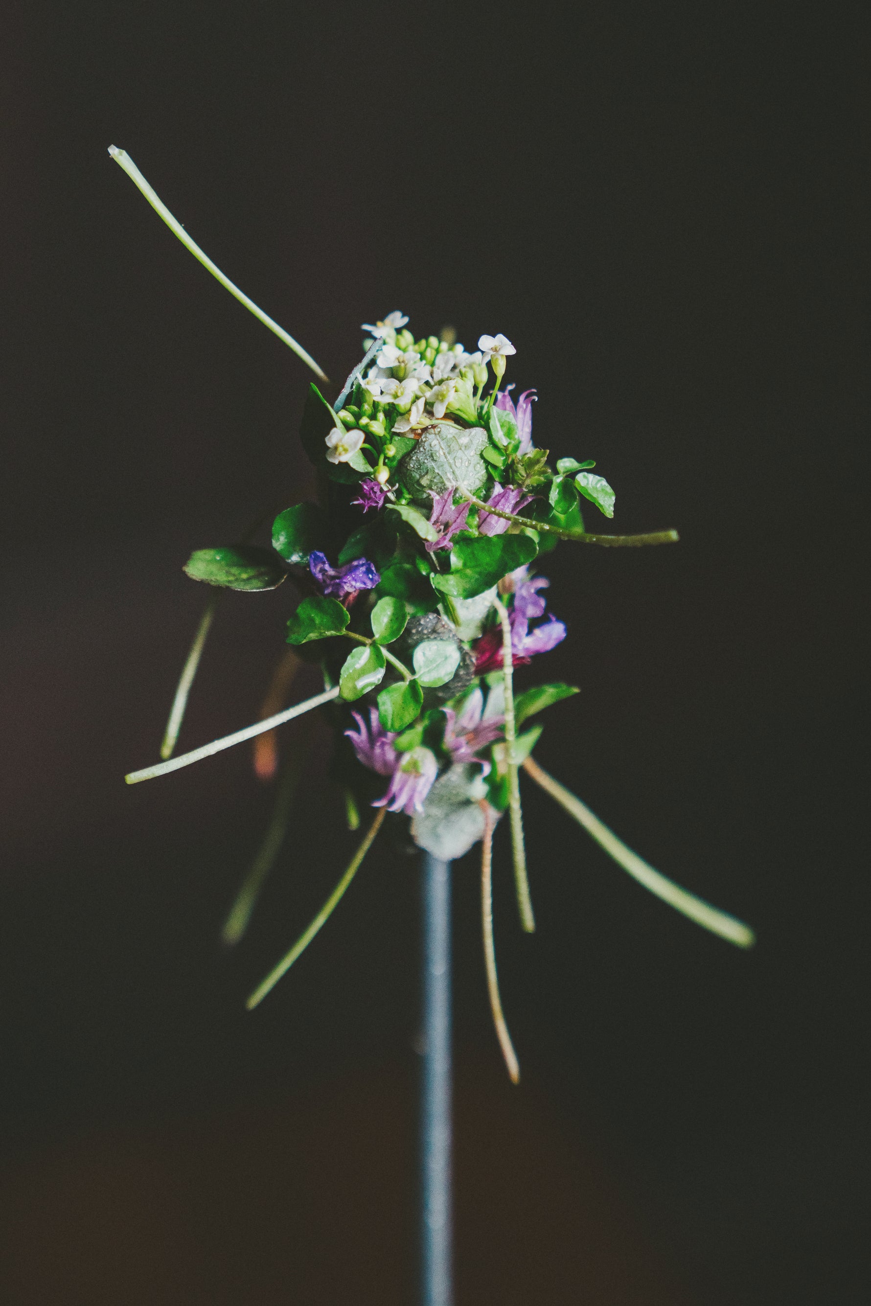 Restaurant – Amisfield