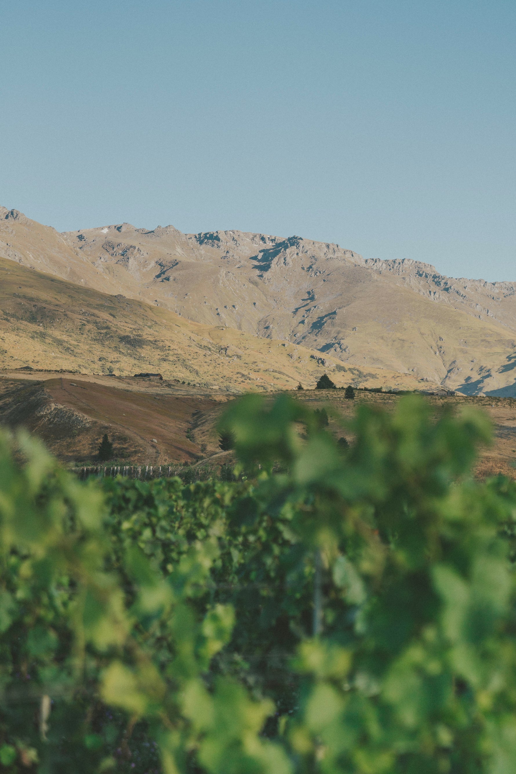 Restaurant – Amisfield