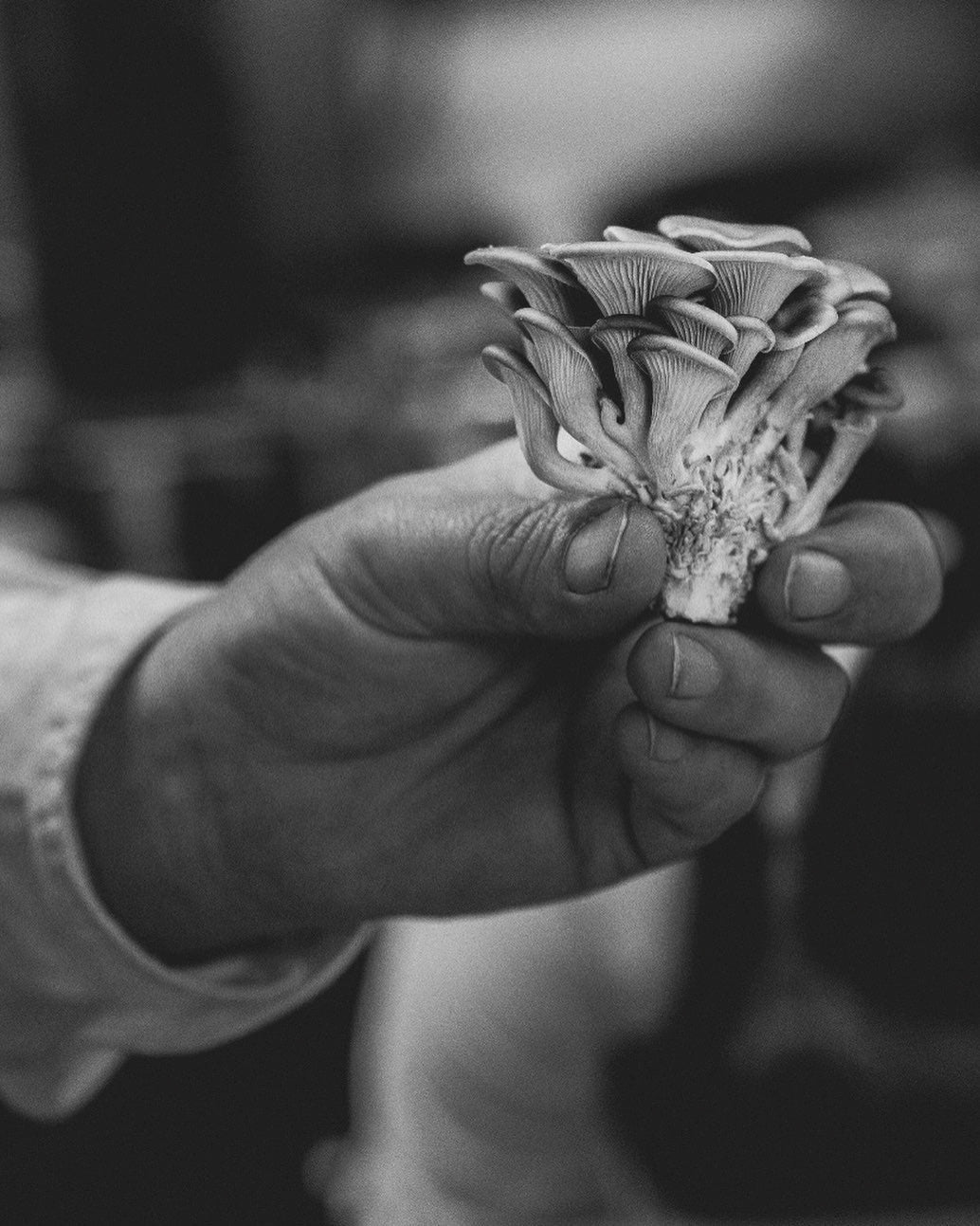 Restaurant – Amisfield