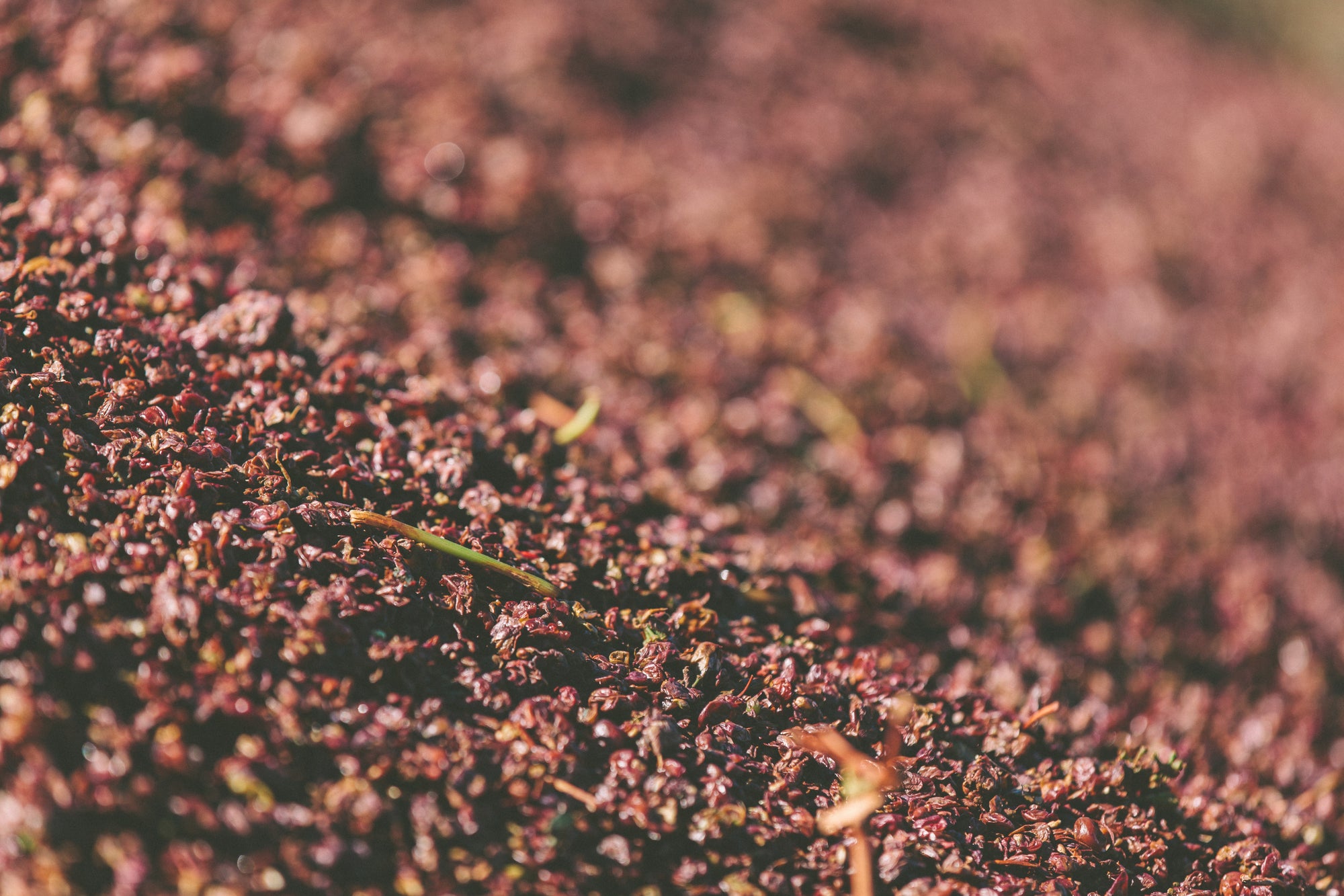 Wine Club – Amisfield