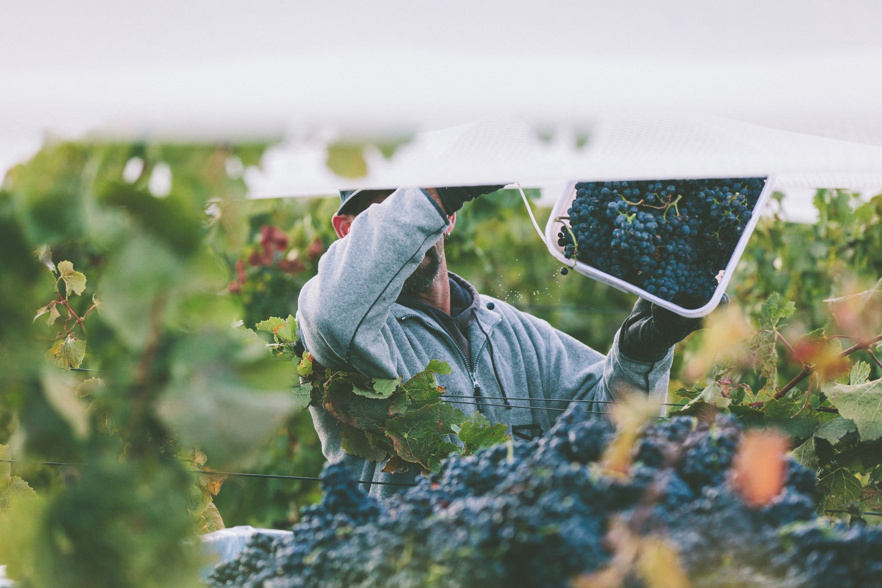 Cellar Door – Amisfield